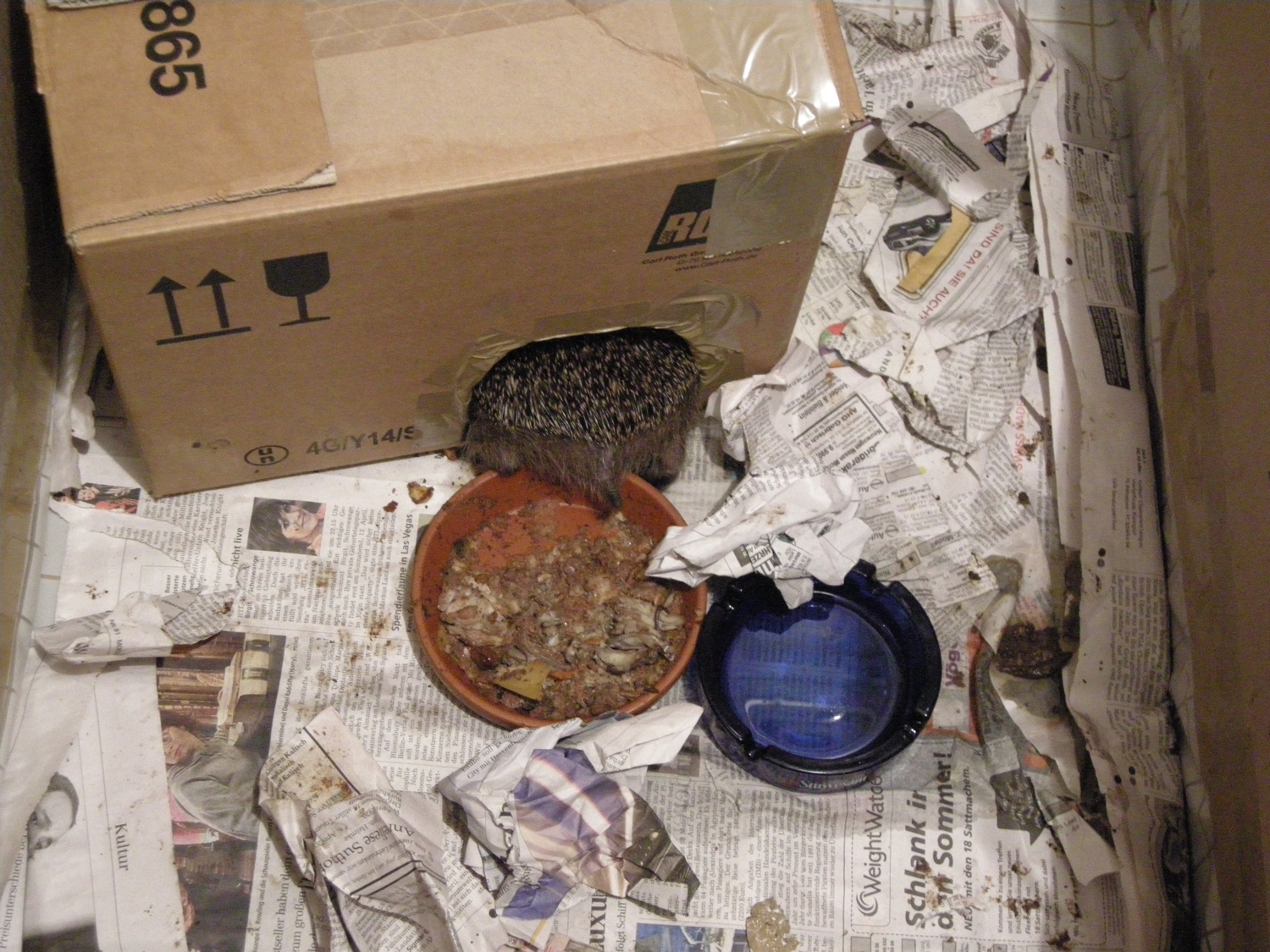 21. Wie bringe ich einen hilfsbedürftigen Igel unter, was füttere ich ...